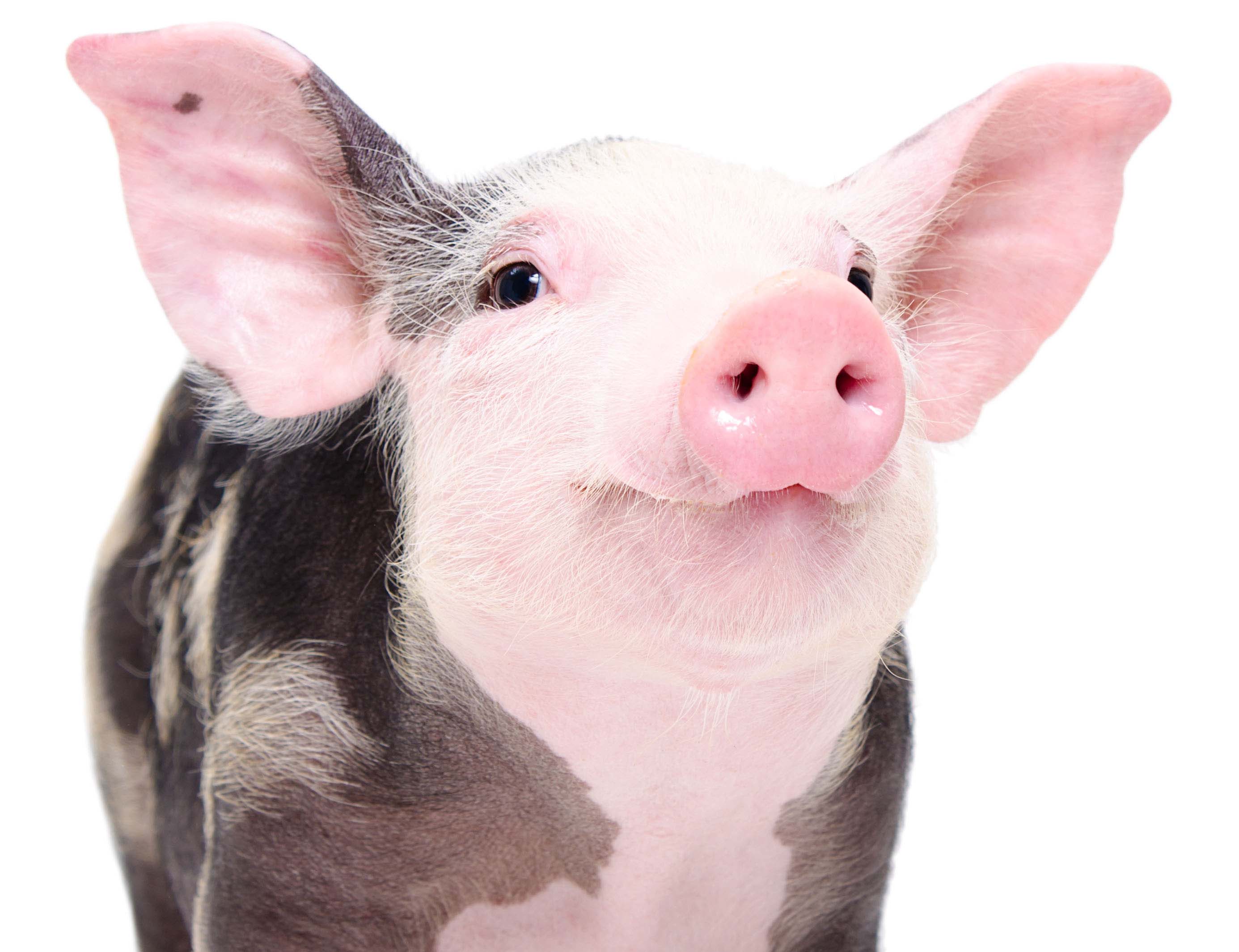 Portrait of a cute cheerful pig isolated on white background – KIWANIS ...