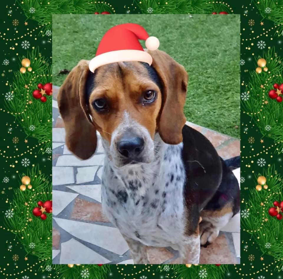 Yuletide pets – KIWANIS MAGAZINE